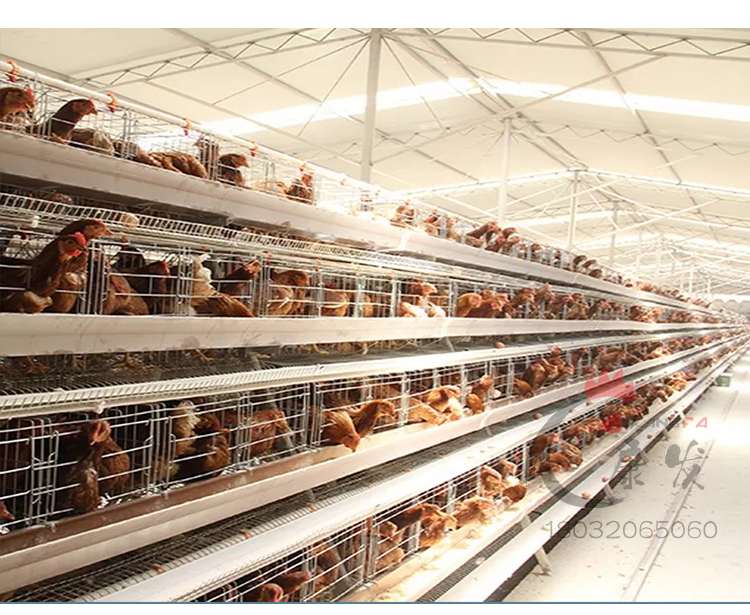 automatic laying hen cage