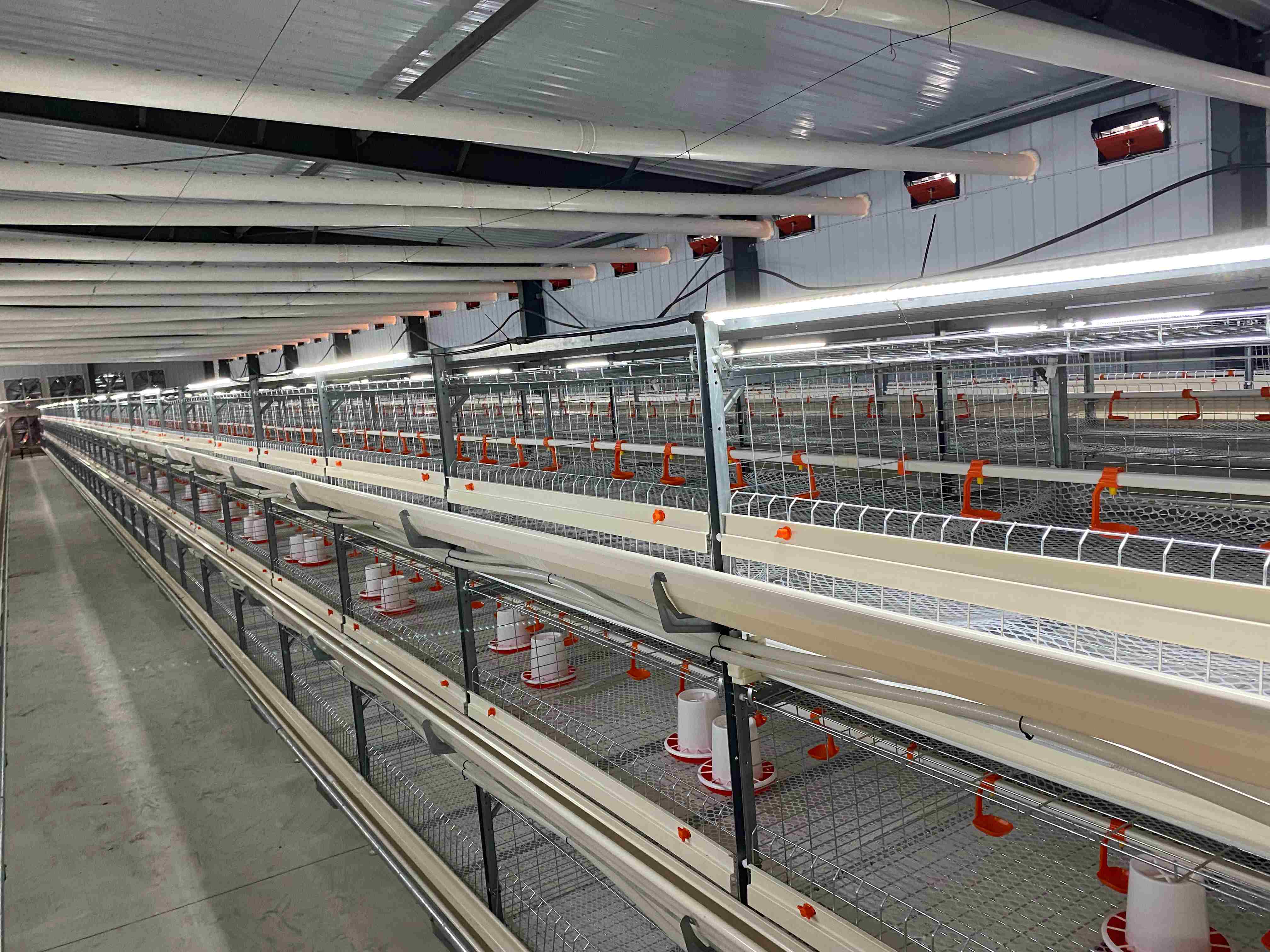 Growth Stages and Characteristics of Broilers and Laying Hens