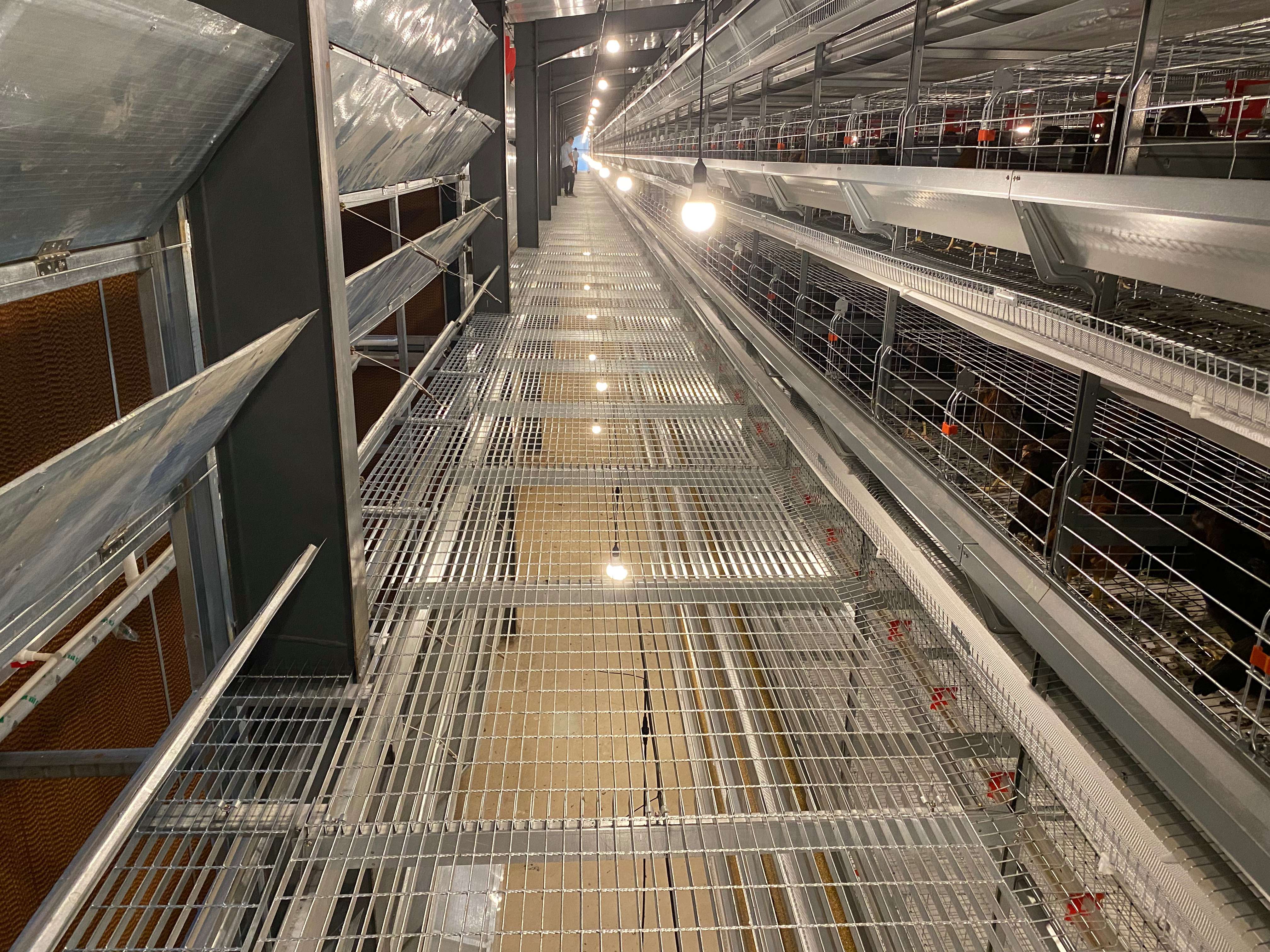 Modern Poultry Cage Systems – Why Cages Are Essential for Profitable ...